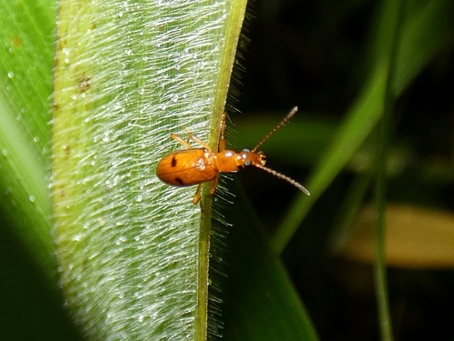 Statira picta · iNaturalist