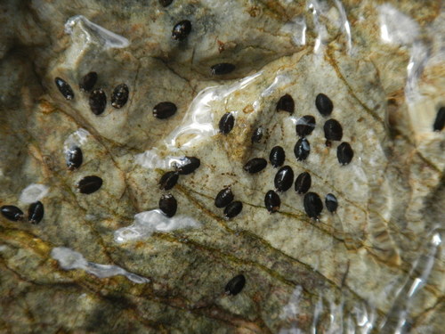 Genus Paltostoma · iNaturalist