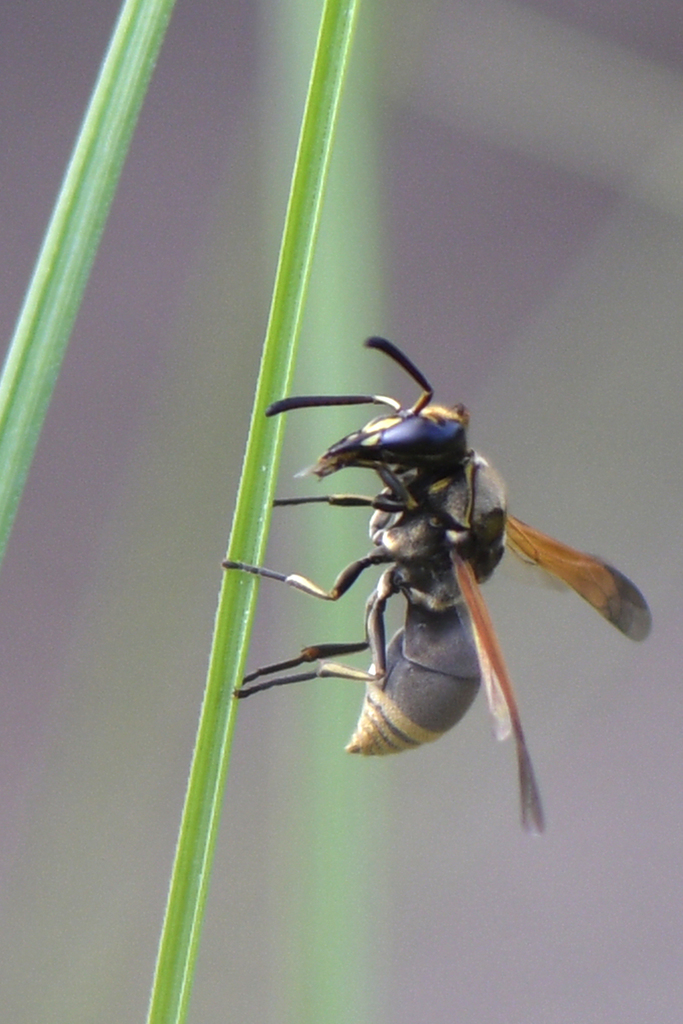 Keyhole Wasp from Oracabessa, Jamaica on November 10, 2021 at 04:28 PM ...