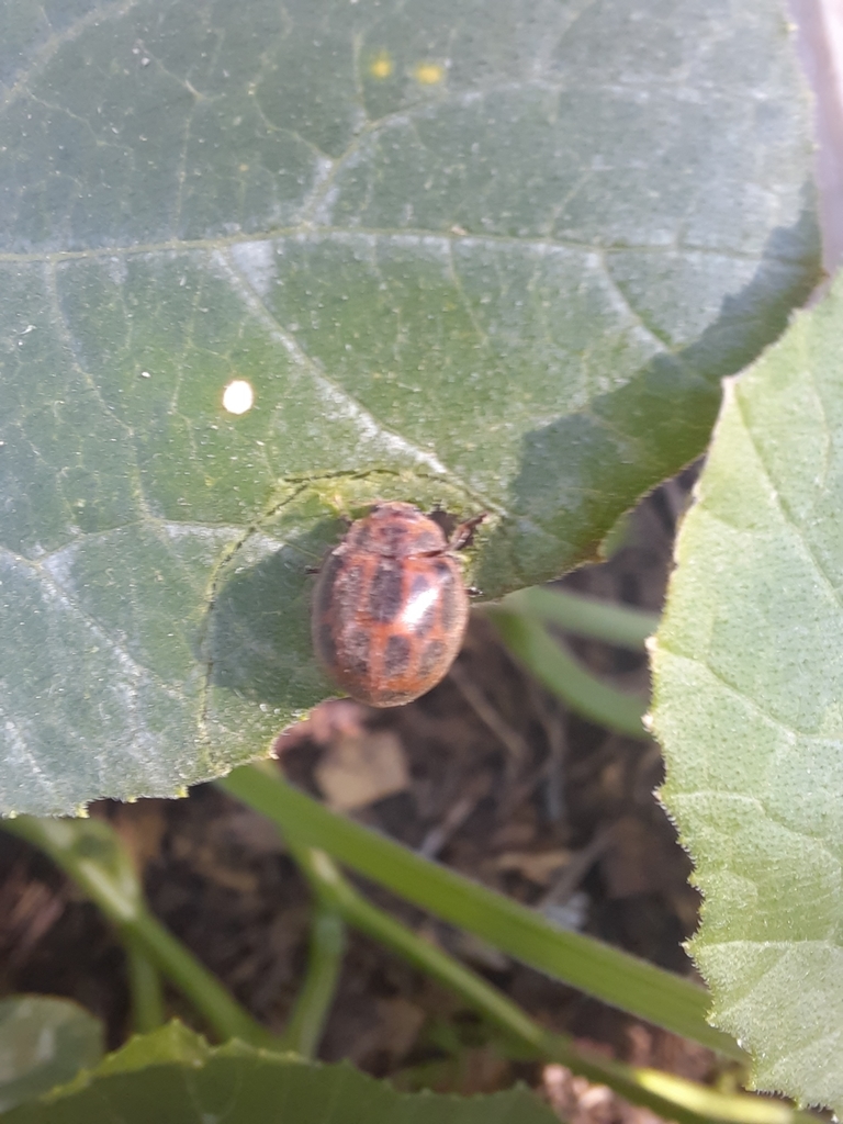 Epilachna paenulata from Calamuchita, AR-CB, AR on November 14, 2021 at ...