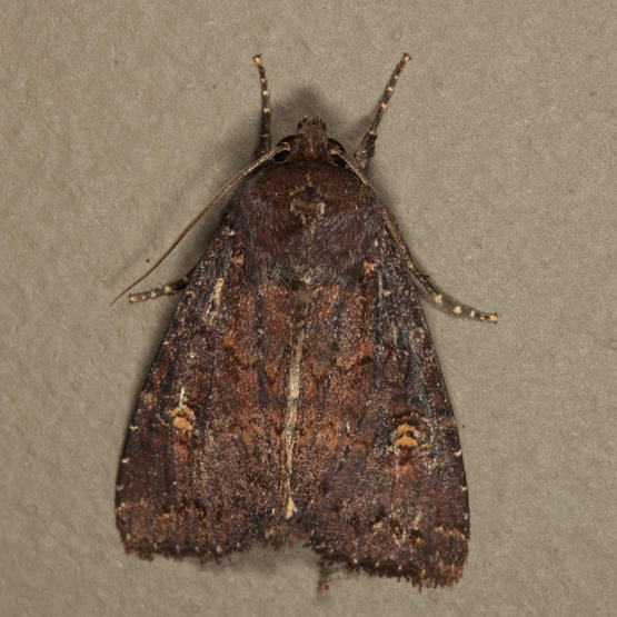 Thoughtful Apamea from Groton yard, MA, USA on September 2, 2011 at 12: ...