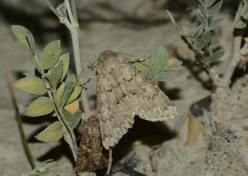 Palaeagrotis inops · iNaturalist