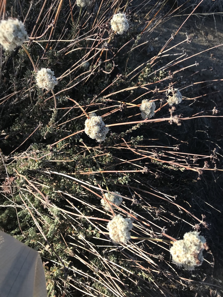 California Buckwheat from Santa Rosa and San Jacinto Mountains National ...