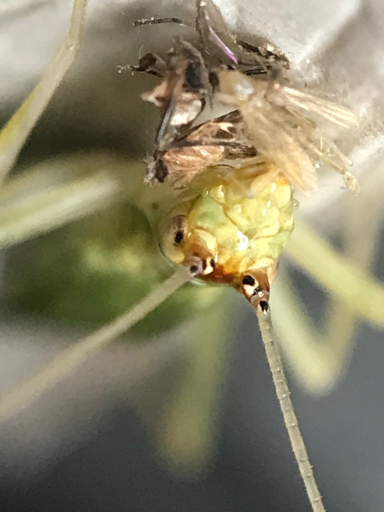 Snowy Tree Cricket from Bell, Texas, United States on November 15, 2021 ...