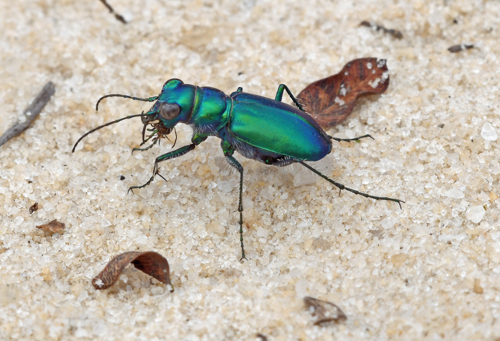 Unicolored Tiger Beetle from Taylor County, GA, USA on September 30 ...