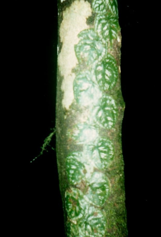 Monstera tuberculata brevinoda from Heredia Province, Sarapiqui, Costa ...