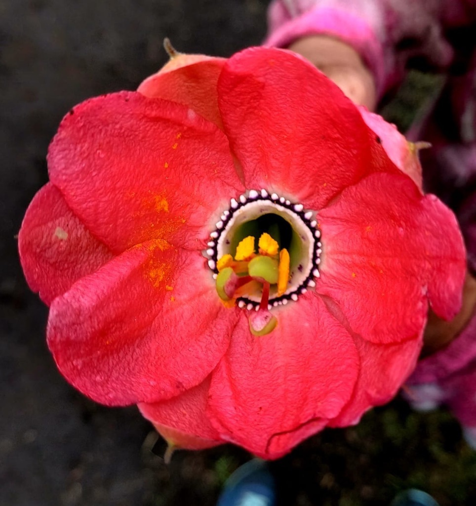 (Tacsonia) - Botanical Realm