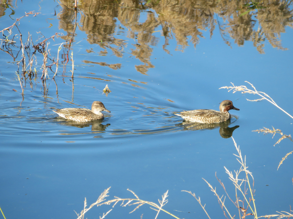 Eurasian Green-winged Teal from Kawaguchi, Fujikawaguchiko, Minamitsuru District, Yamanashi 401 ...