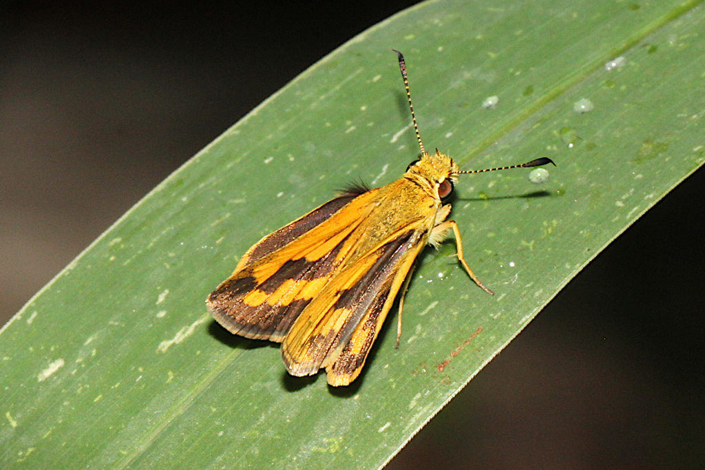 Green Grass-dart from Toohey Forest, Brisbane QLD, Australia on ...