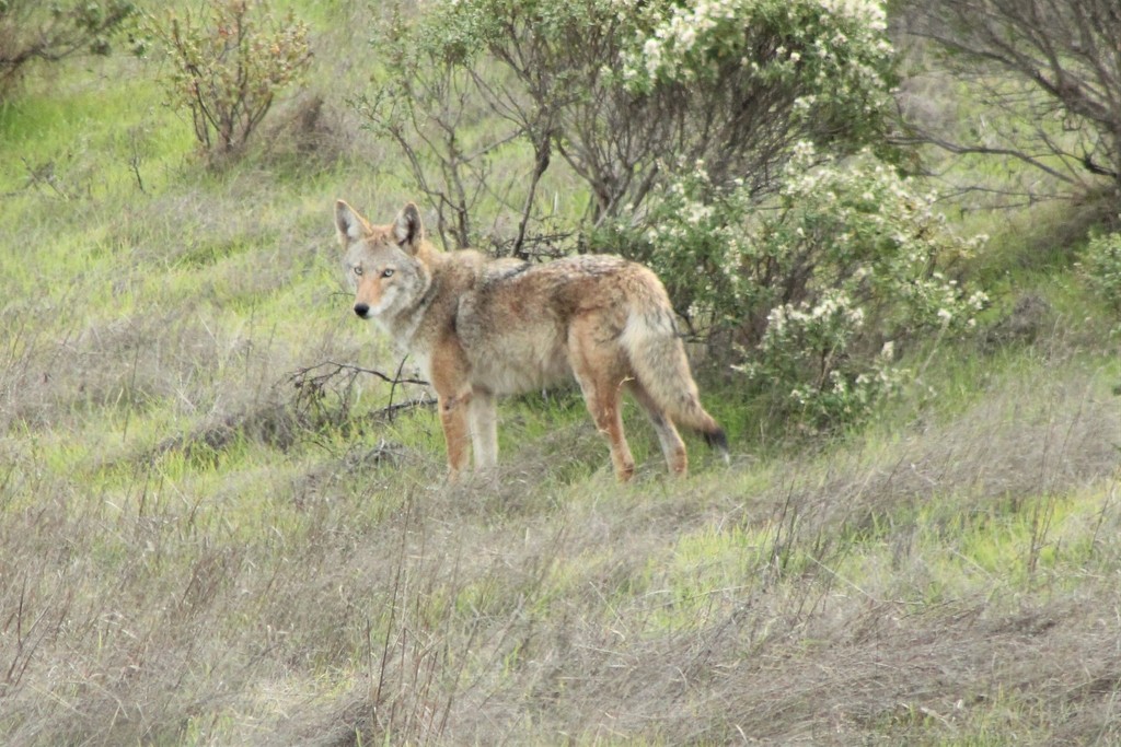 Coyote from California 94946, USA on November 15, 2021 at 01:52 PM by ...