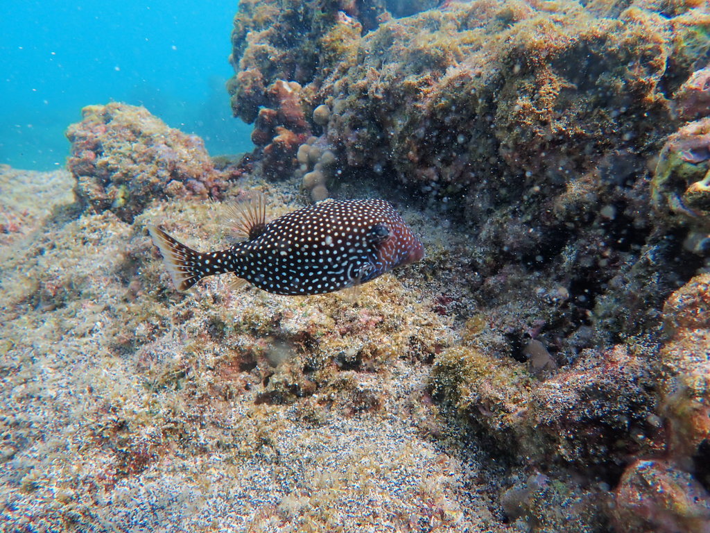 Spotted Boxfish from Hilo, HI 96720, USA on November 05, 2021 at 11:43 ...