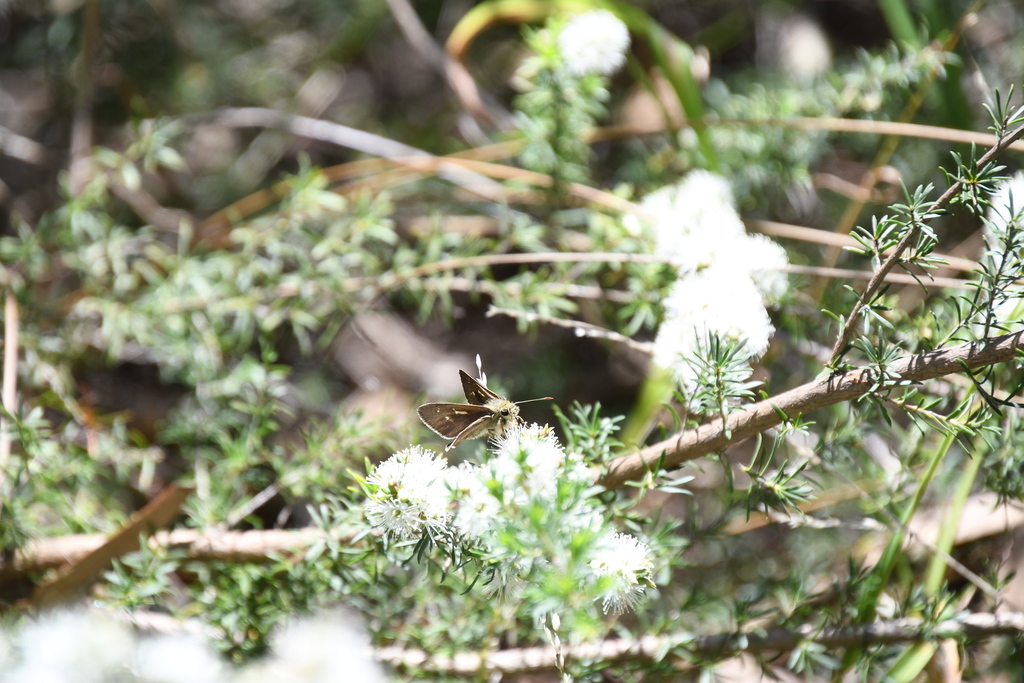 Large Dingy Skipper from Sydney NSW, Australia on November 16, 2021 at ...