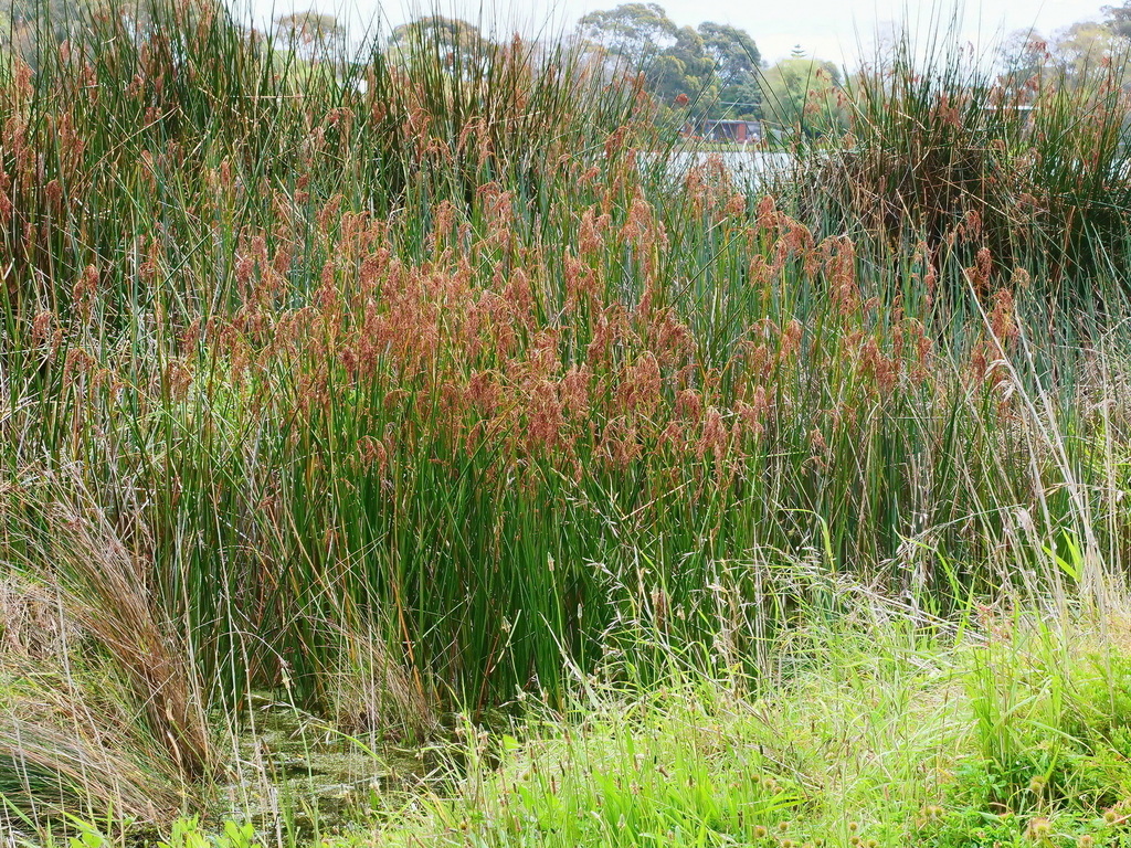Jointed twig rush from Ocean Grove VIC 3226, Australia on November 16 ...