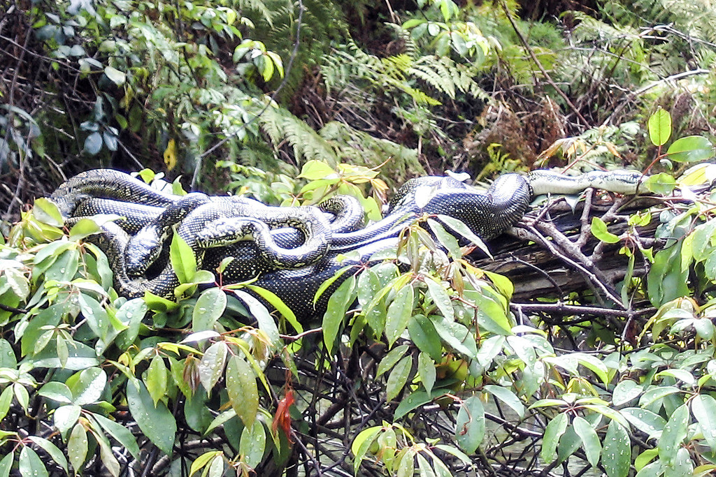 Diamond Python from Sydney NSW, Australia on November 9, 2021 at 10:11 ...
