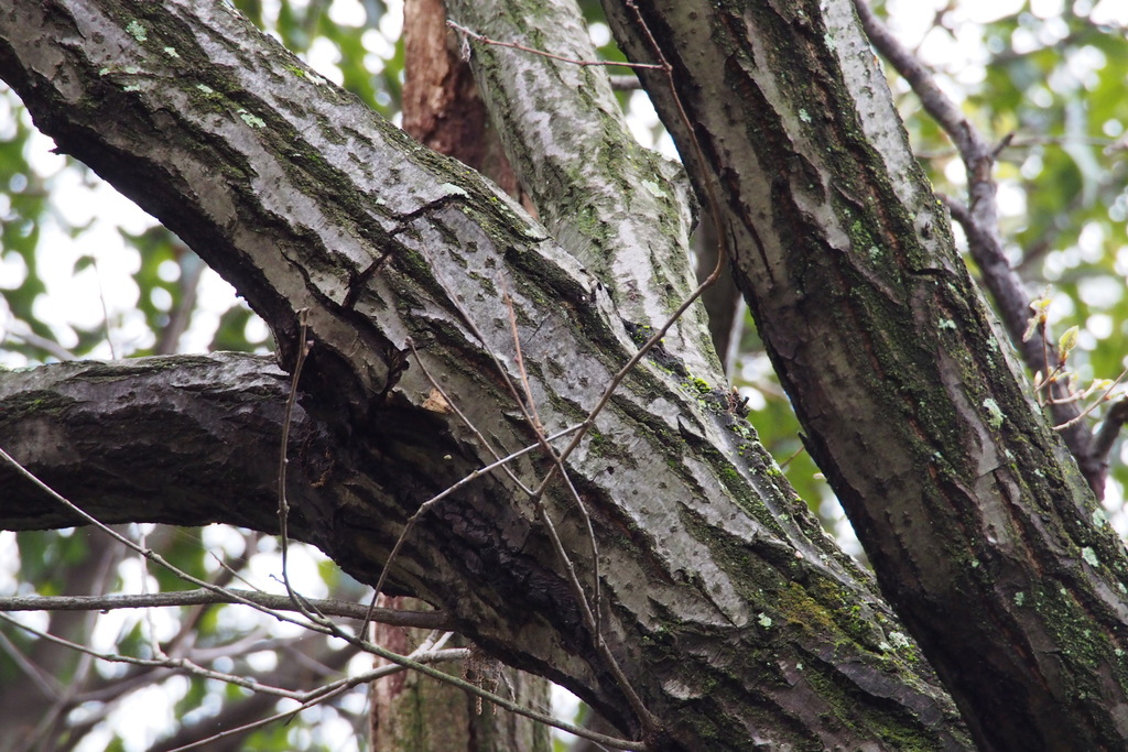 konara oak (Quercus serrata) - Botanical Realm