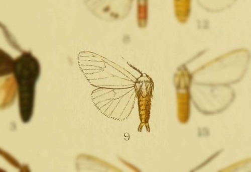 Lemyra neglecta · iNaturalist