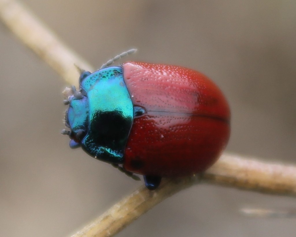 Chrysolina grossa from Bosco Difesa Grande, Gravina in Puglia, BA ...