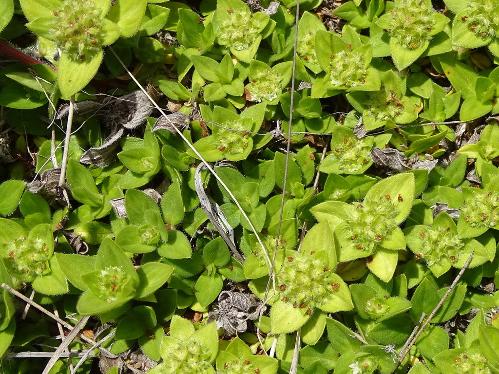 South American Mexican Clover from Cacadu, Eastern Cape, South Africa ...