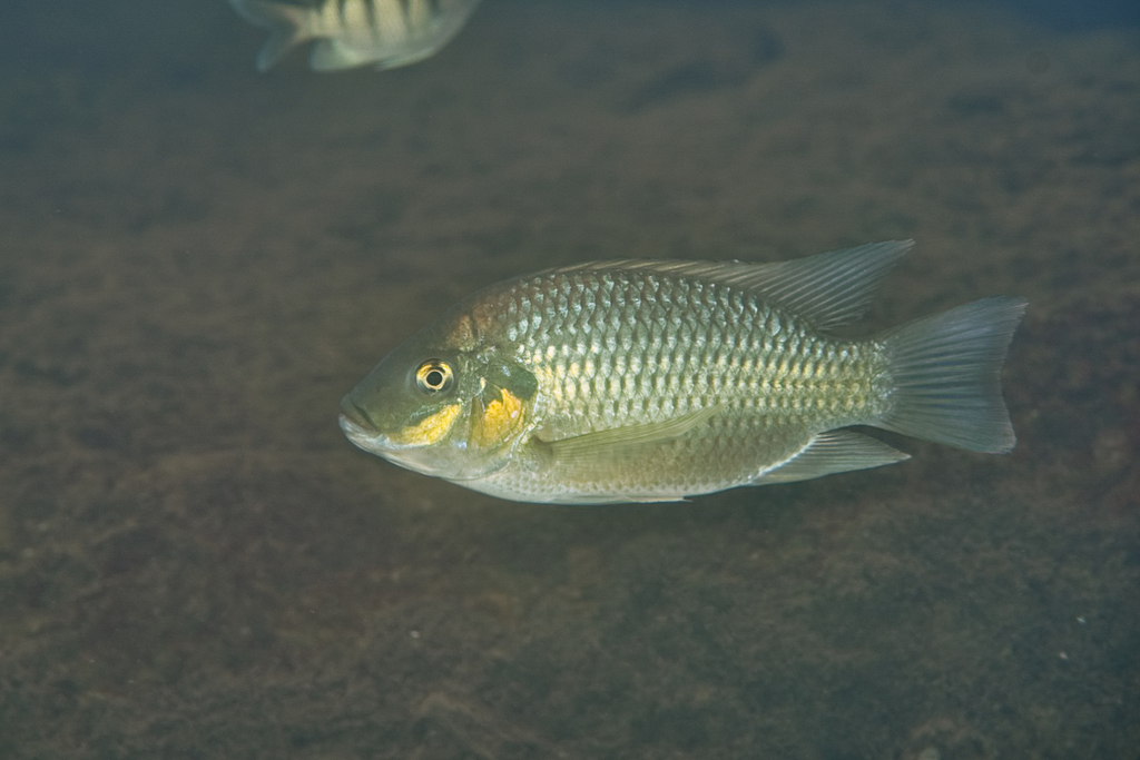 Blackchin Tilapia (Freshwater fish of Florida) · iNaturalist