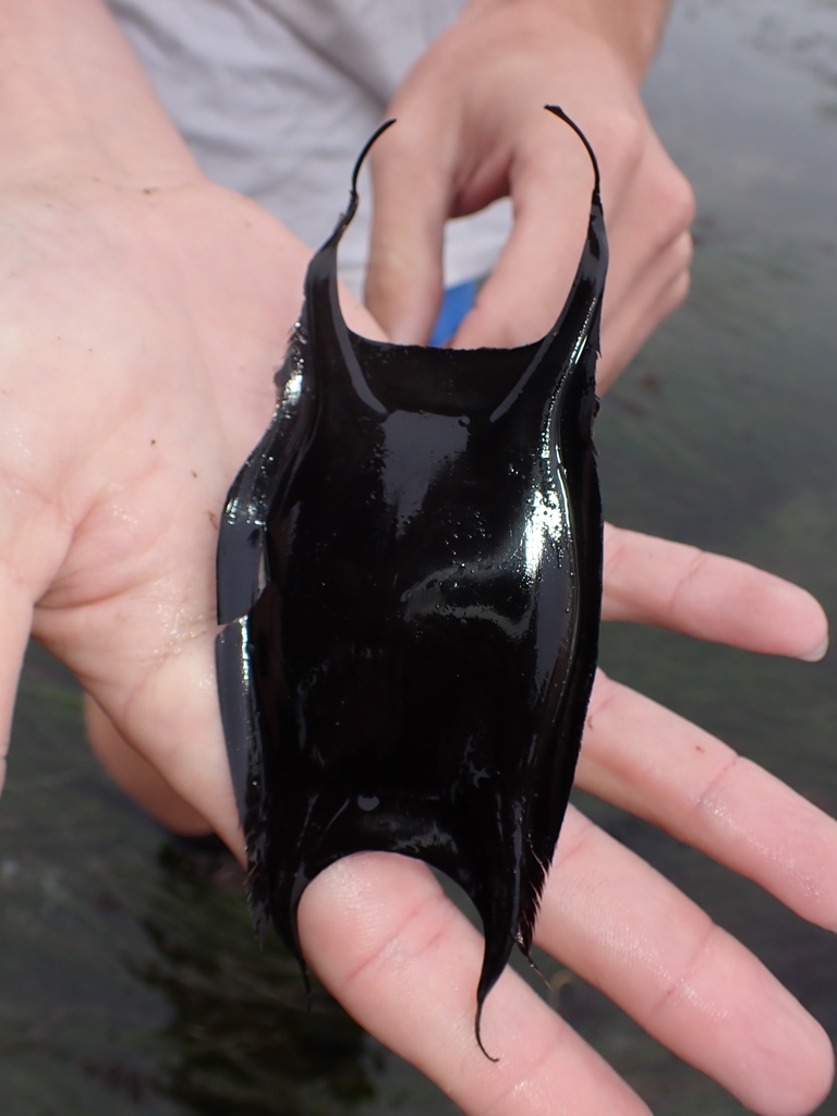 California Skate (Caliraja inornata) - Marine Life Identification