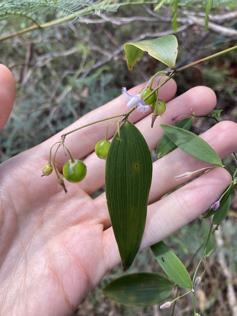 Wombat Berry from Parramatta - South, New South Wales, Australia on ...