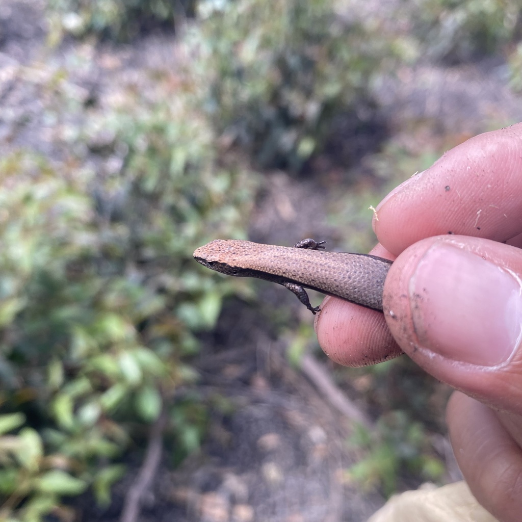 Southern Forest Cool-skink from Jenolan Caves Reserve Trust, Jenolan ...