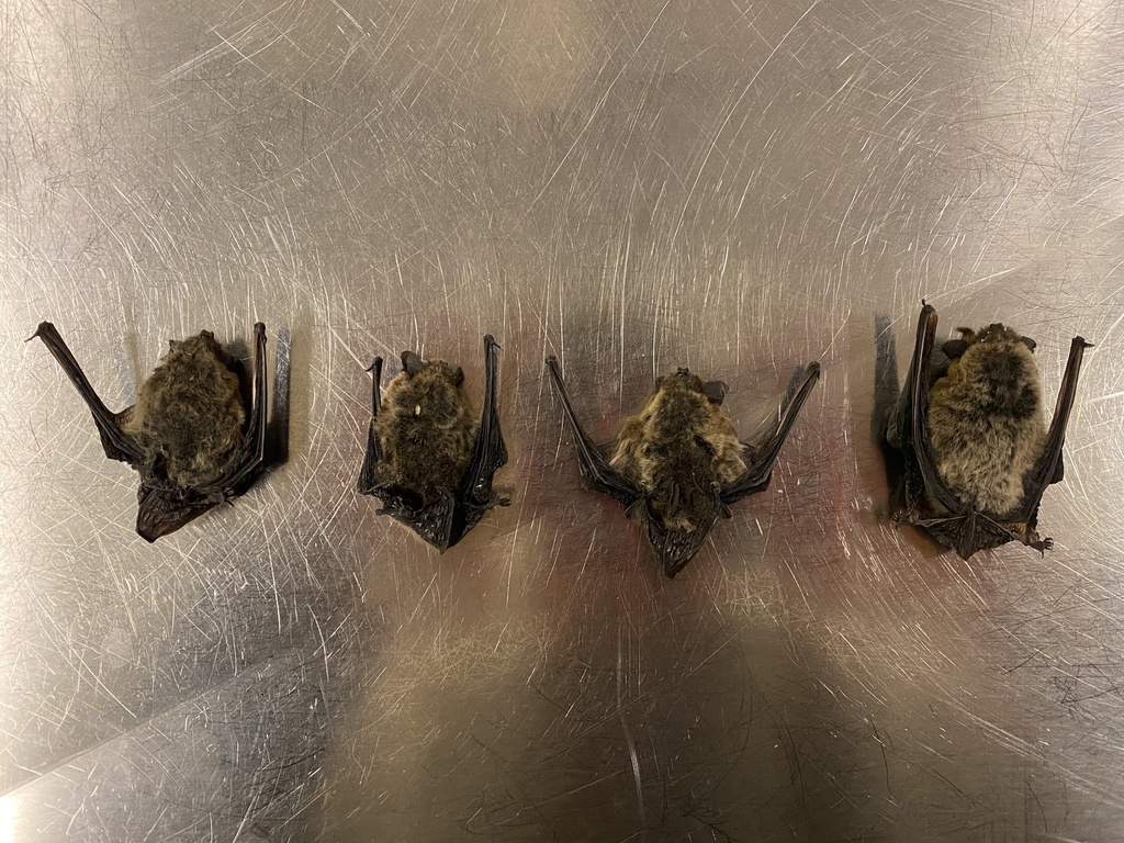 Evening Bats from Via Venezia, Trento, Trentino-Alto Adige, IT on ...