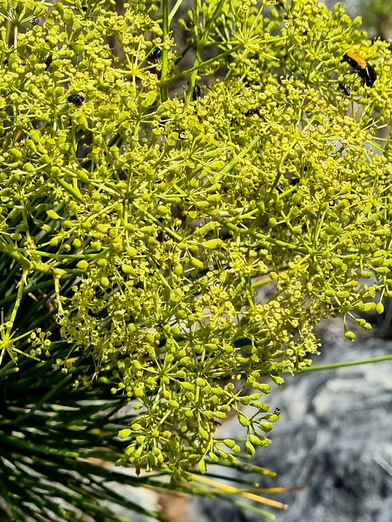 Common Finkel from Cango Valley, Boomplaas, South Africa on October 26 ...
