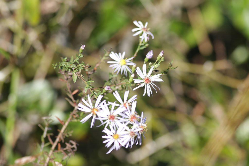 Bushy Aster from 3266 N Sailboat Ave, Crystal River, FL 34428, USA on ...