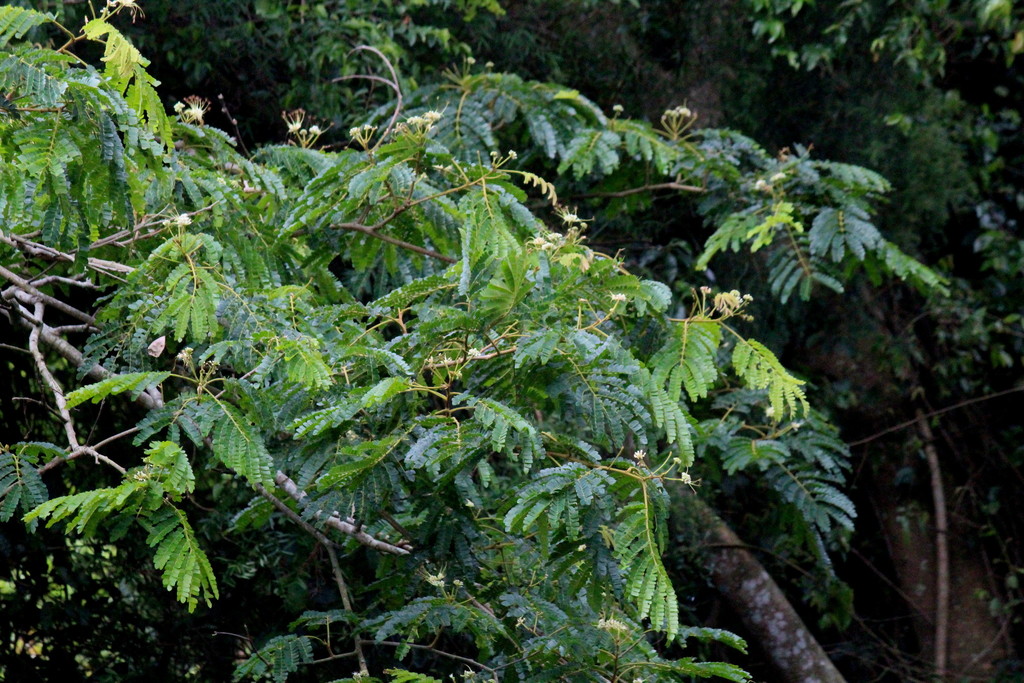 Flat-crown from North Uthungulu, South Africa on November 09, 2021 at ...