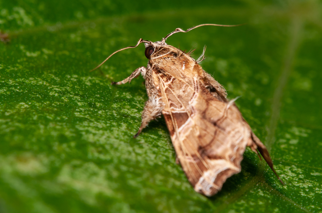 Florida Fern Moth from Alajuela Province, San Ramon, Costa Rica on ...