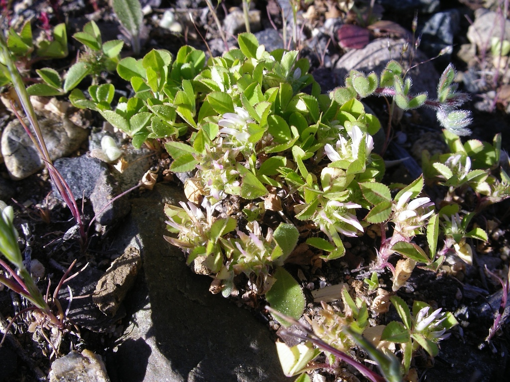 Clustered clover from Cauquenes, Maule, Chile on September 23, 2008 at ...