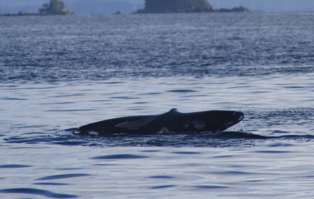 Grey Whale from Sitka County, US-AK, US on April 4, 2015 at 03:42 PM by ...