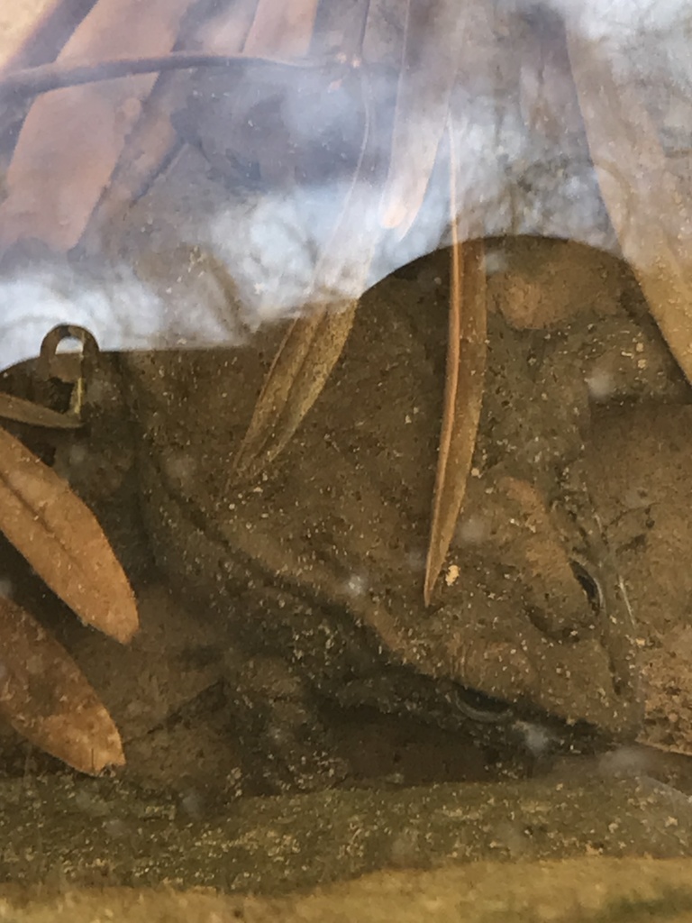 Sahara Frog from Sul, Agadir, Souss-Massa-Drâa, MA on November 11, 2021 ...