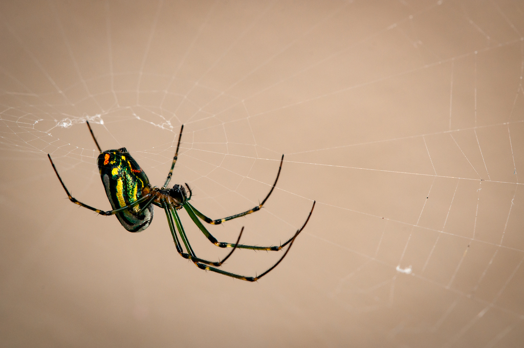 Orchard Spiders and Allies from Alajuela Province, San Ramon, Costa ...