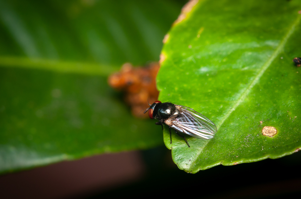 Lance Flies from Alajuela Province, San Ramon, Costa Rica on November ...