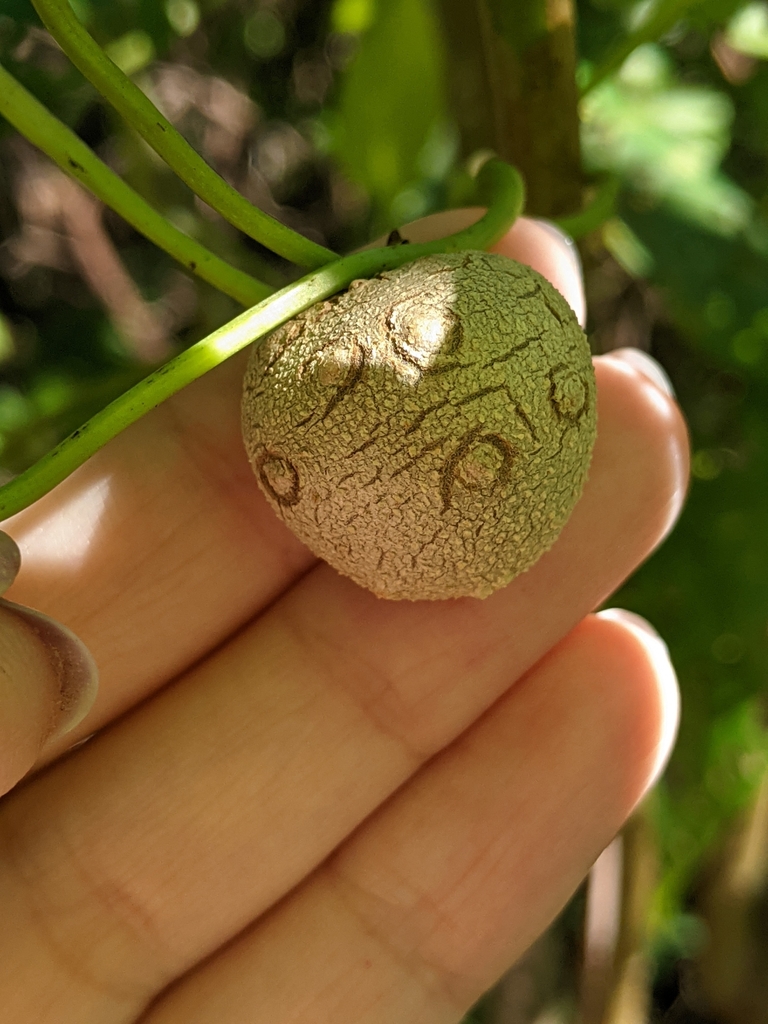 air potato from Oakland, FL, USA on November 15, 2021 at 12:11 PM by Dr ...