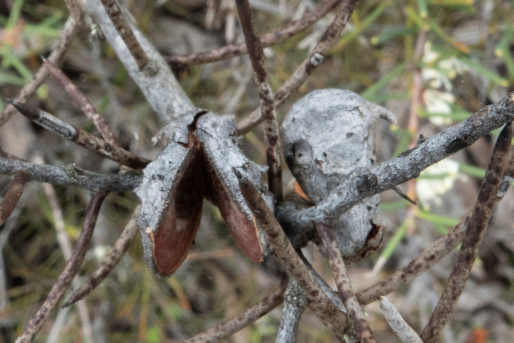 dwarf hakea from Douglas VIC 3409, Australia on September 28, 2021 at ...