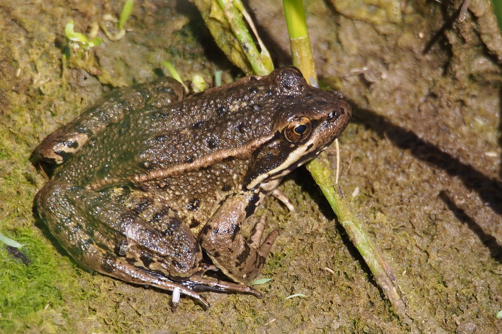 California Red-legged Frog (Southern California) · iNaturalist