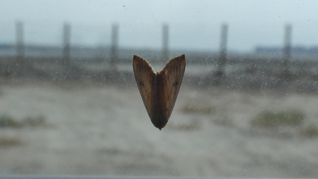 Rivula from Al Asimah Governate, Kuwait on November 16, 2021 at 11:52 ...