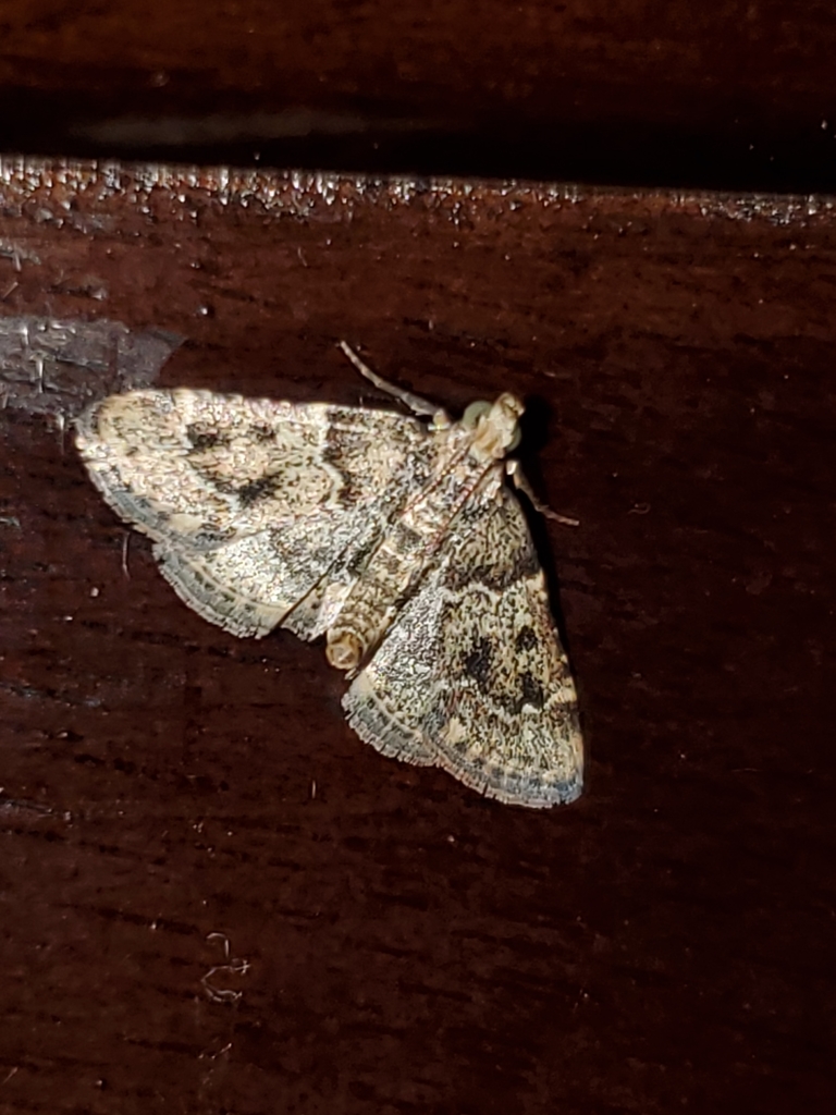 Tropical Meal Moth from Huntington Estates, Tallahassee, FL 32303, USA ...