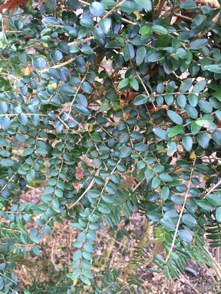 Boxleaf Honeysuckle from Girton College, South Cambridgeshire, England ...