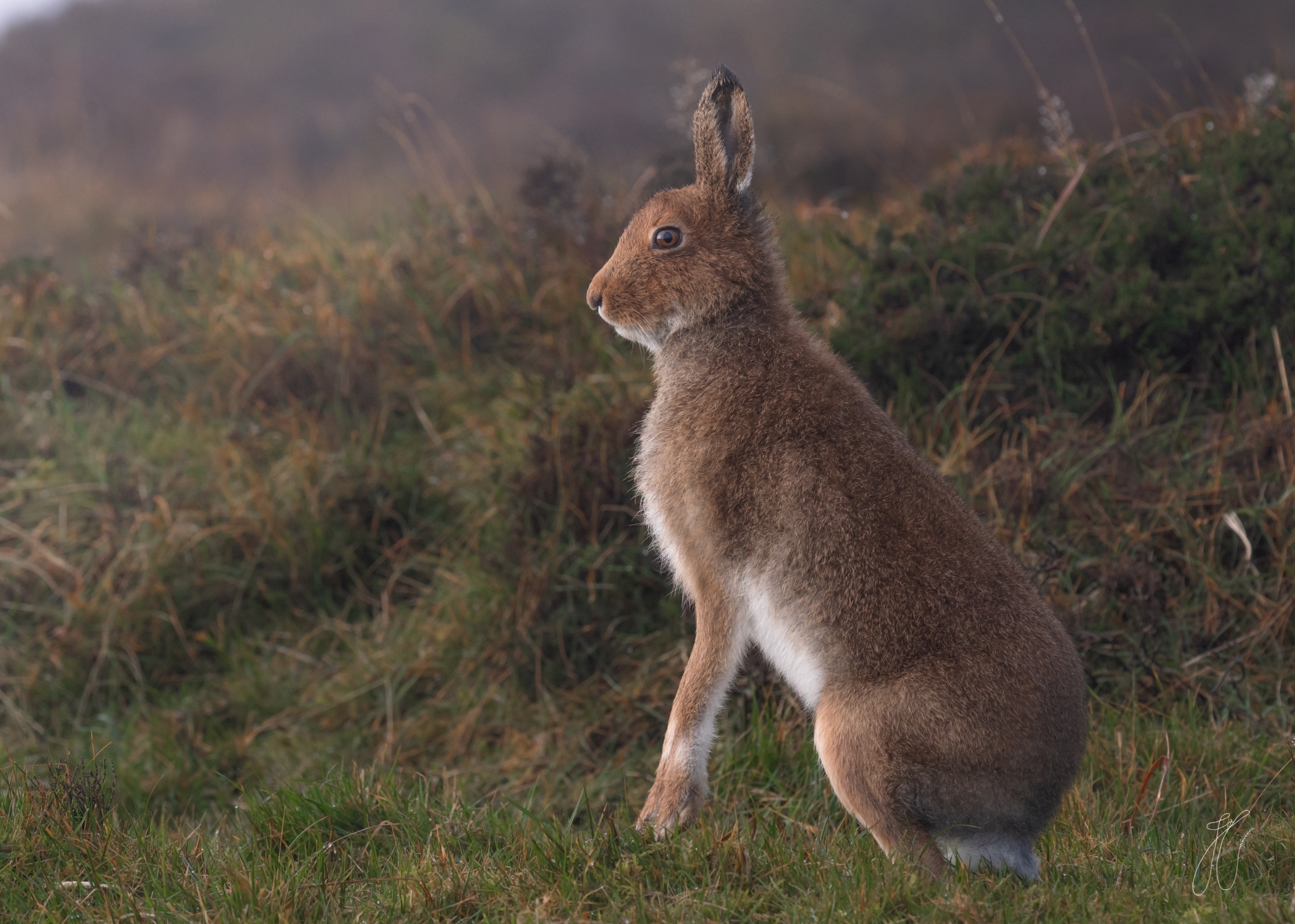 Lepus timidus hibernicus Bell, 1837