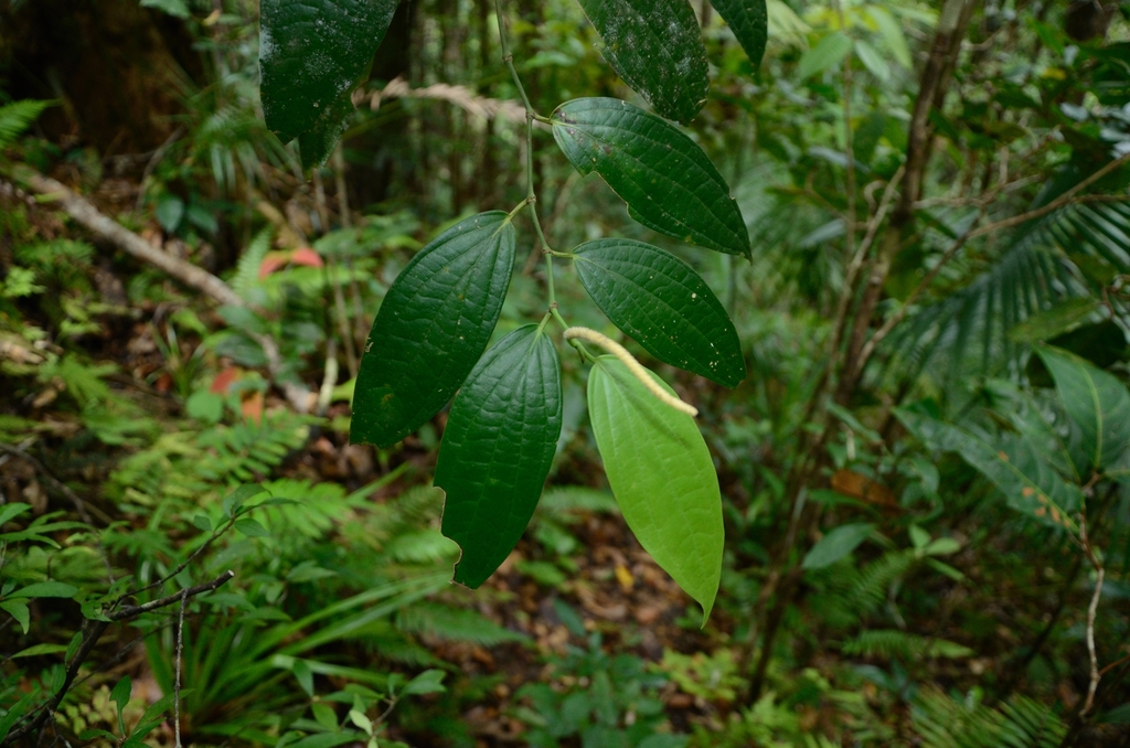 Piper macropiper from Kabupaten de Halmahera central, Moluques du Nord ...