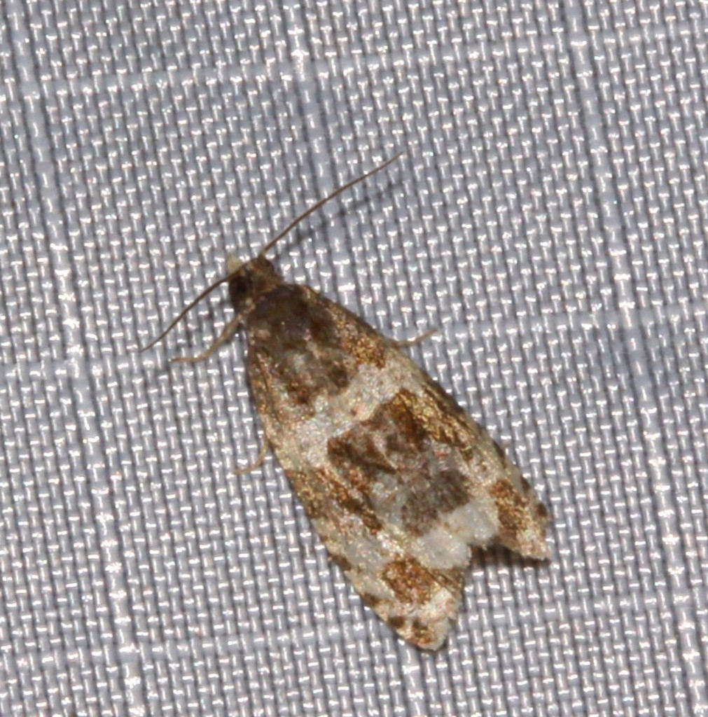 Dusky Leafroller Moth from Québec, Canada on July 2, 2021 at 11:36 PM ...