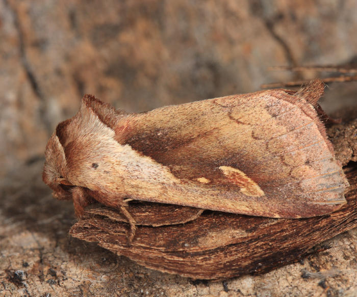 Pickerelweed Borer Moth from Groton yard, MA, USA on April 14, 2011 at ...