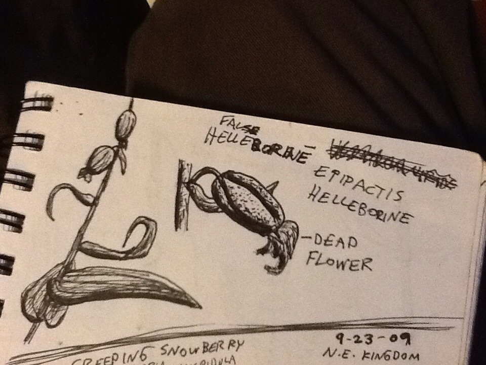 Broad-leafed Helleborine on September 22, 2009 by Charlie Hohn. non ...