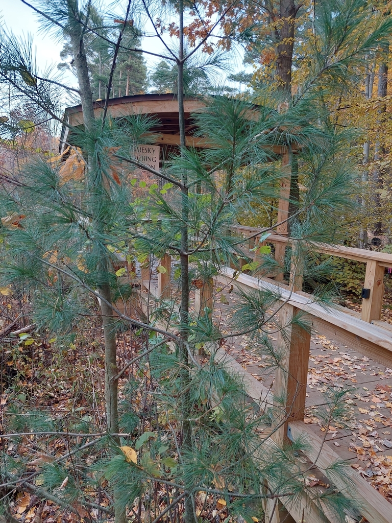 eastern white pine from Erie, PA 16506, USA on November 11, 2021 at 04: ...