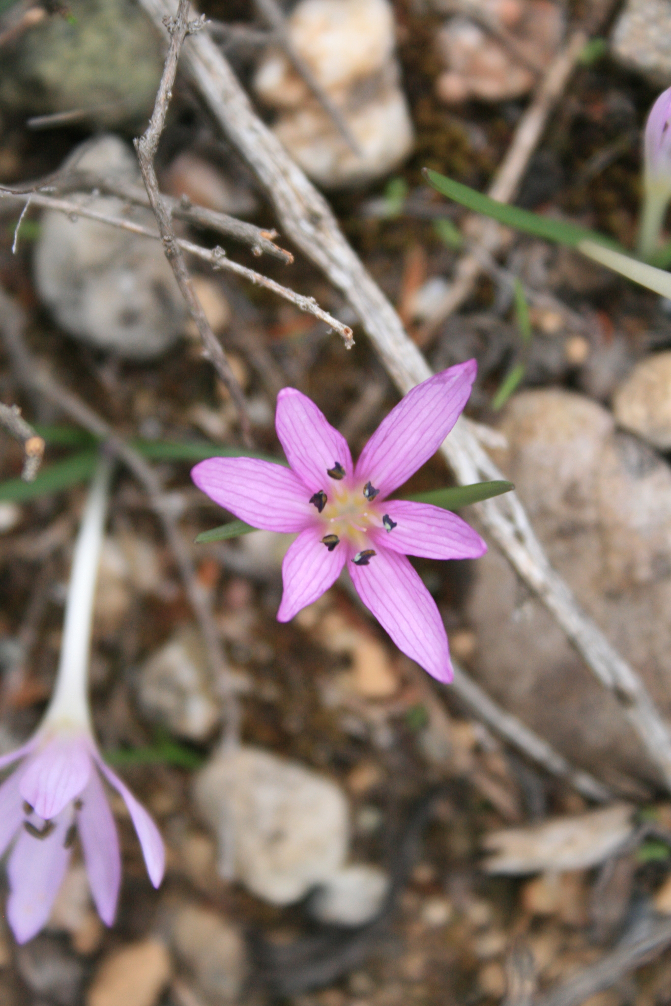 Colchicum cupanii Guss.