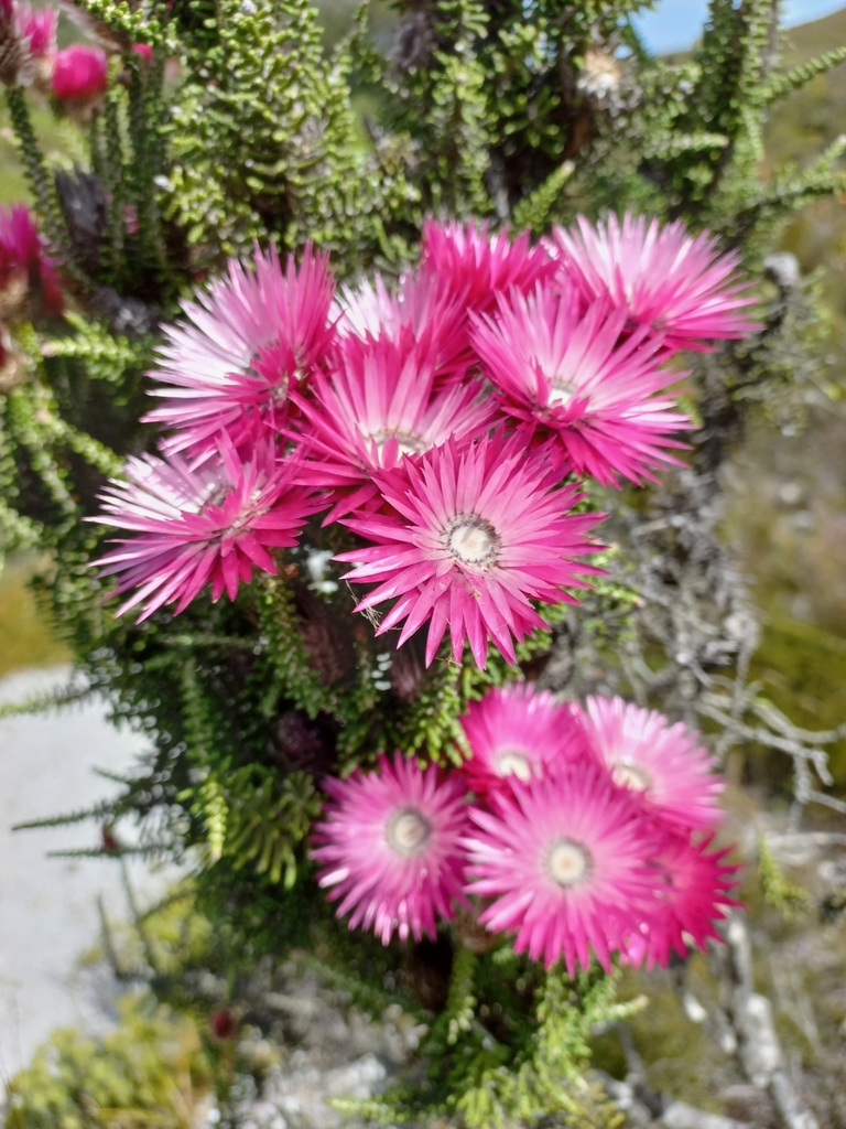 Cape everlasting from Overstrand Local Municipality, South Africa on ...